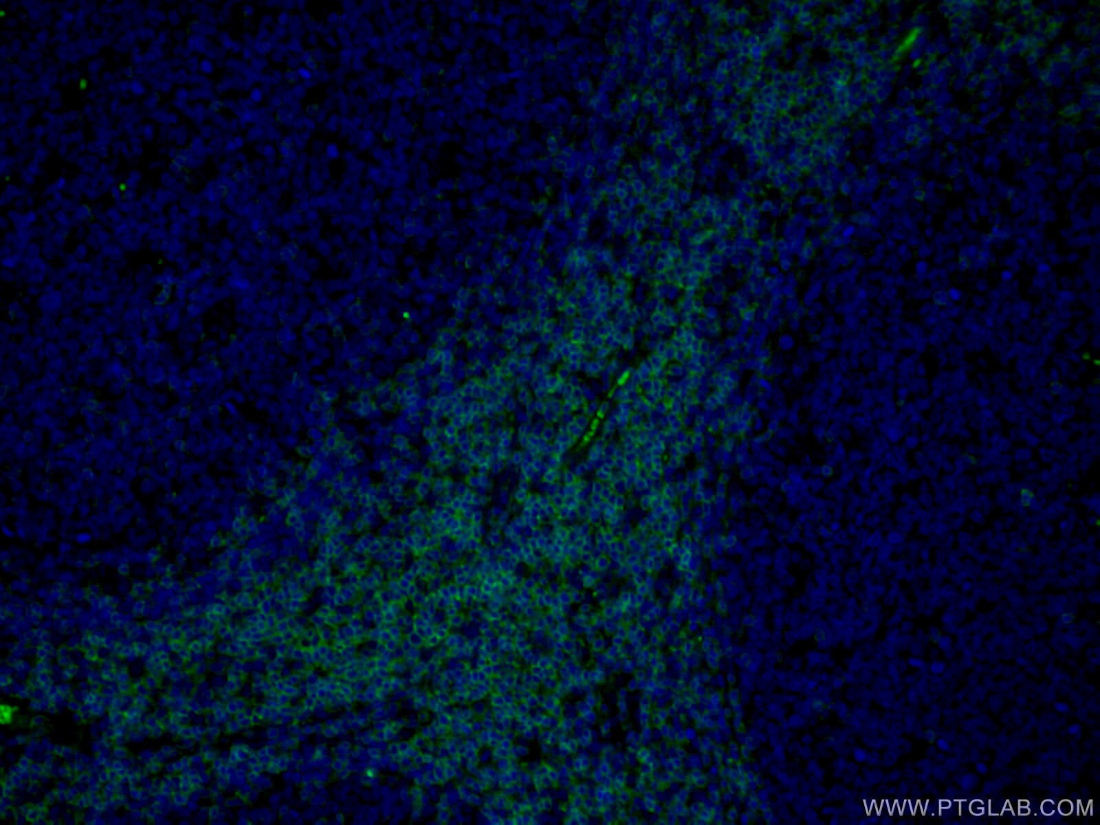 CD3 Antibody, CoraLite®488 (CL488-60181)