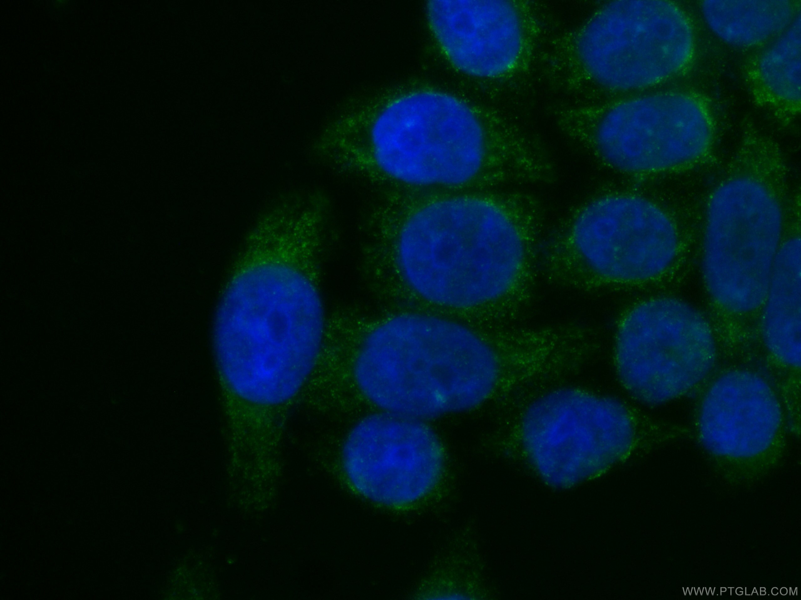 MTAP Antibody, CoraLite®488 (CL488-66706)