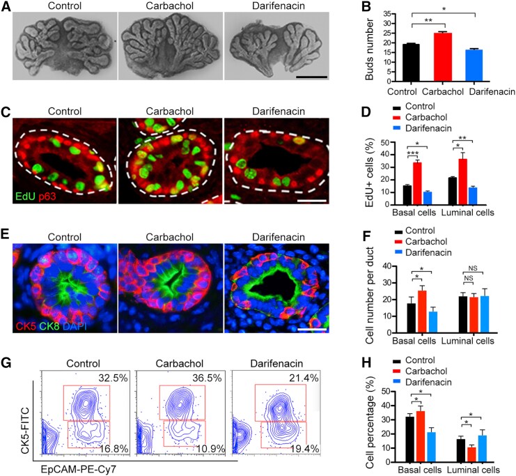 CD326 (EpCAM) Antibody, APC (Monoclonal, G8.8)