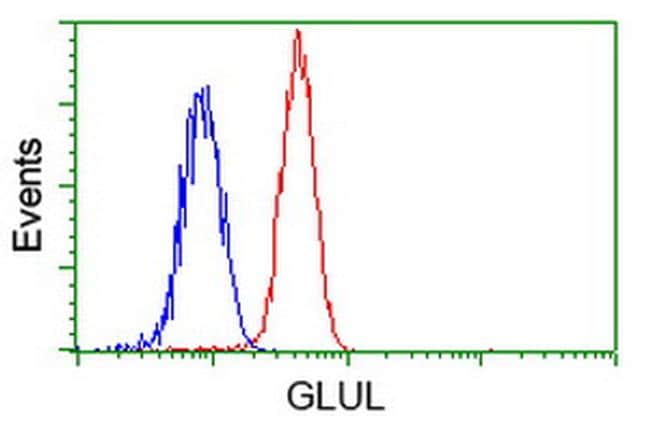 GLUL Antibody (TA500700)