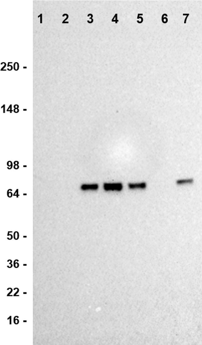 cGAS Antibody (14-5158-82)