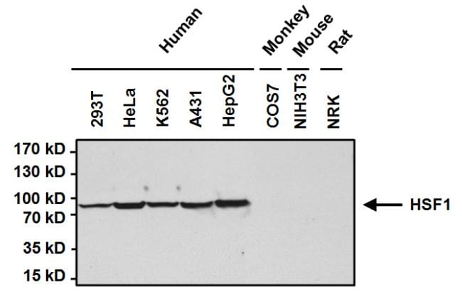 HSF1 Antibody (PA3-017)