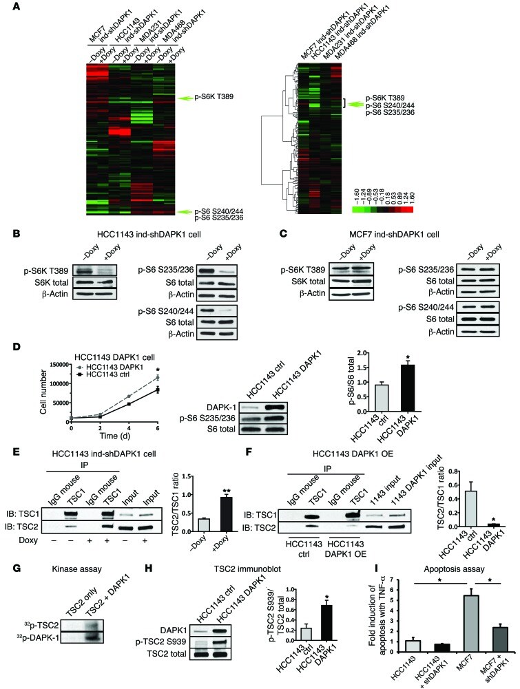TSC2 Antibody (37-0500)