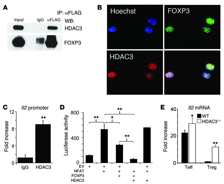 FOXP3 Antibody, eFluor™ 660 (50-5773-82)