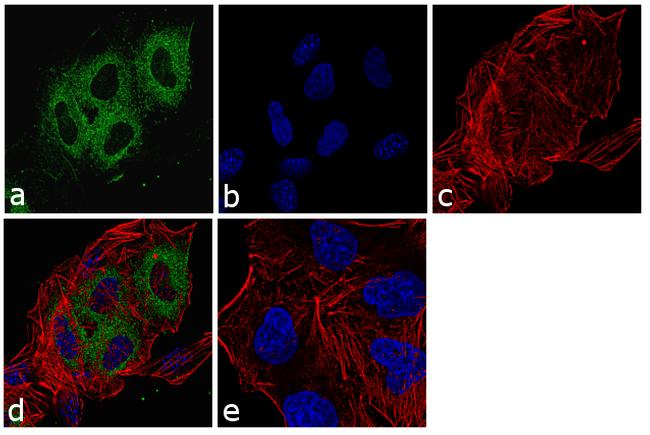 PRDX1 Antibody (LF-MA0068)