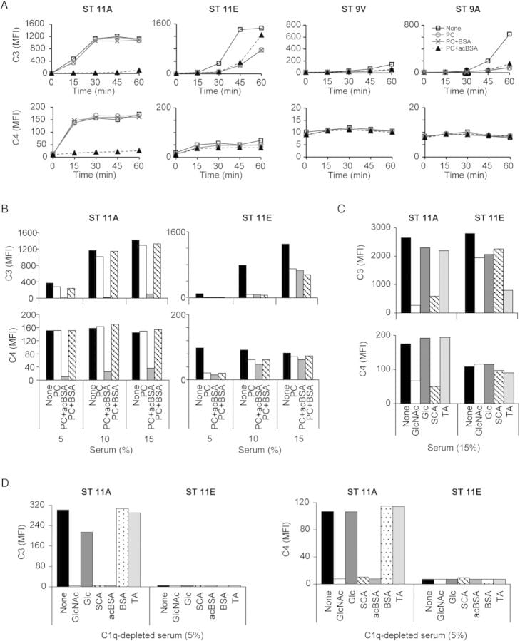 Complement C3 Antibody (LF-MA0132)