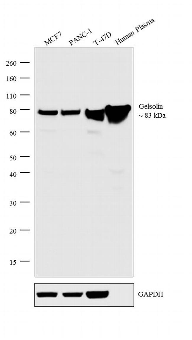Gelsolin Antibody (LF-MA0176)