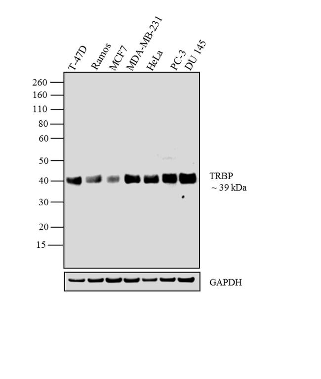 TRBP Antibody (LF-MA0209)