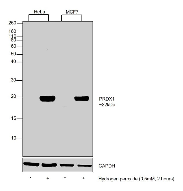 PRDX1 Antibody (LF-PA0004)