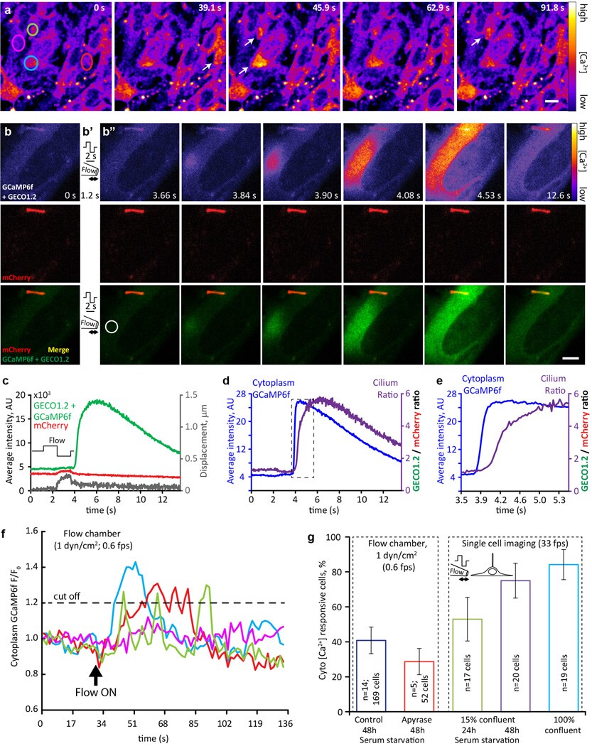 mCherry Antibody, Alexa Fluor™ 594 (M11240)