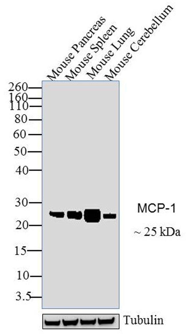 Anti-CCL2 (MCP-1) Antibodies | Invitrogen