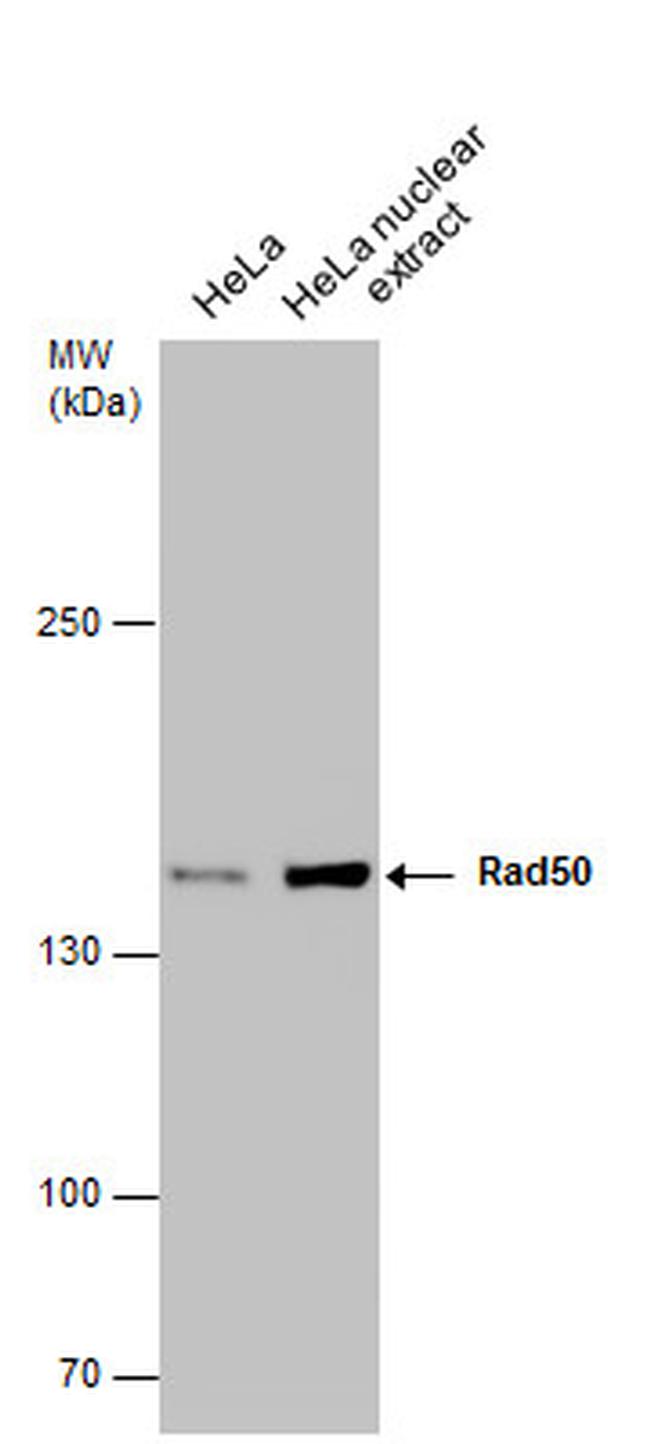 RAD50 Antibody (MA1-23269)