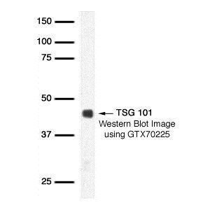 TSG101 Antibody (MA1-23296)