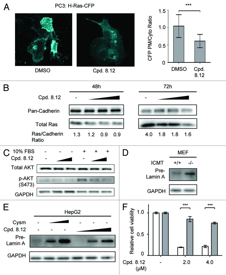 Pan Ras Antibody (Monoclonal, Ras10)
