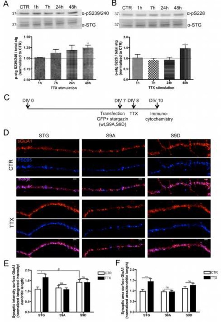 PSD-95 Antibody (MA1-045)