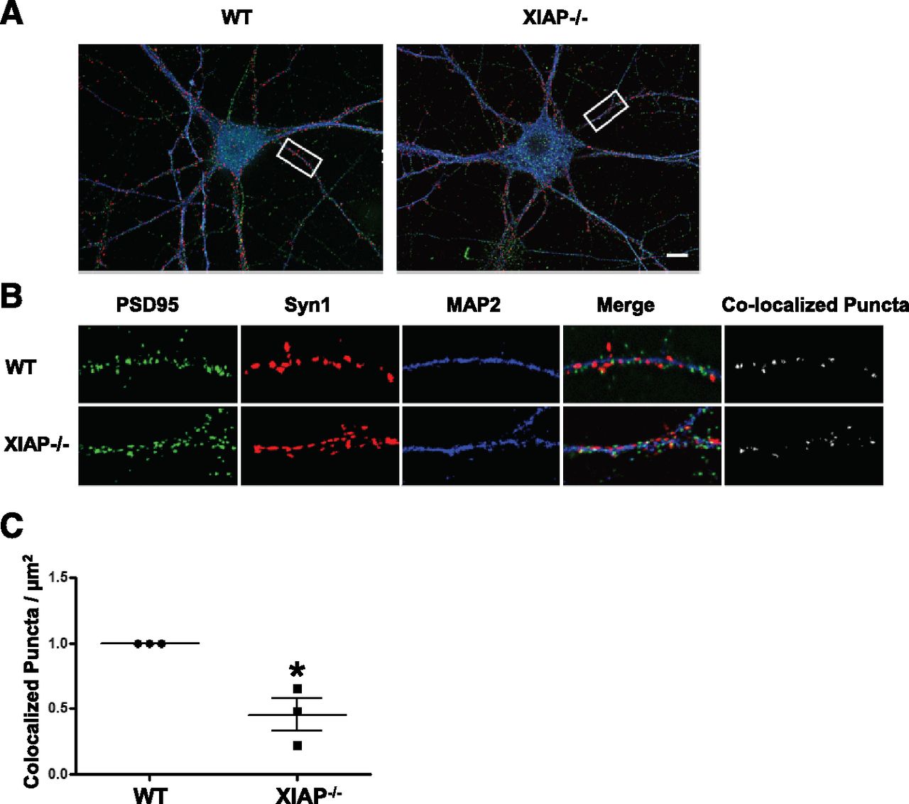 PSD-95 Antibody (MA1-045)