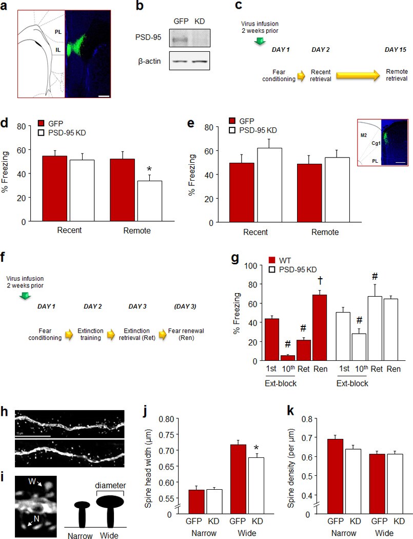 PSD-95 Antibody (MA1-046)