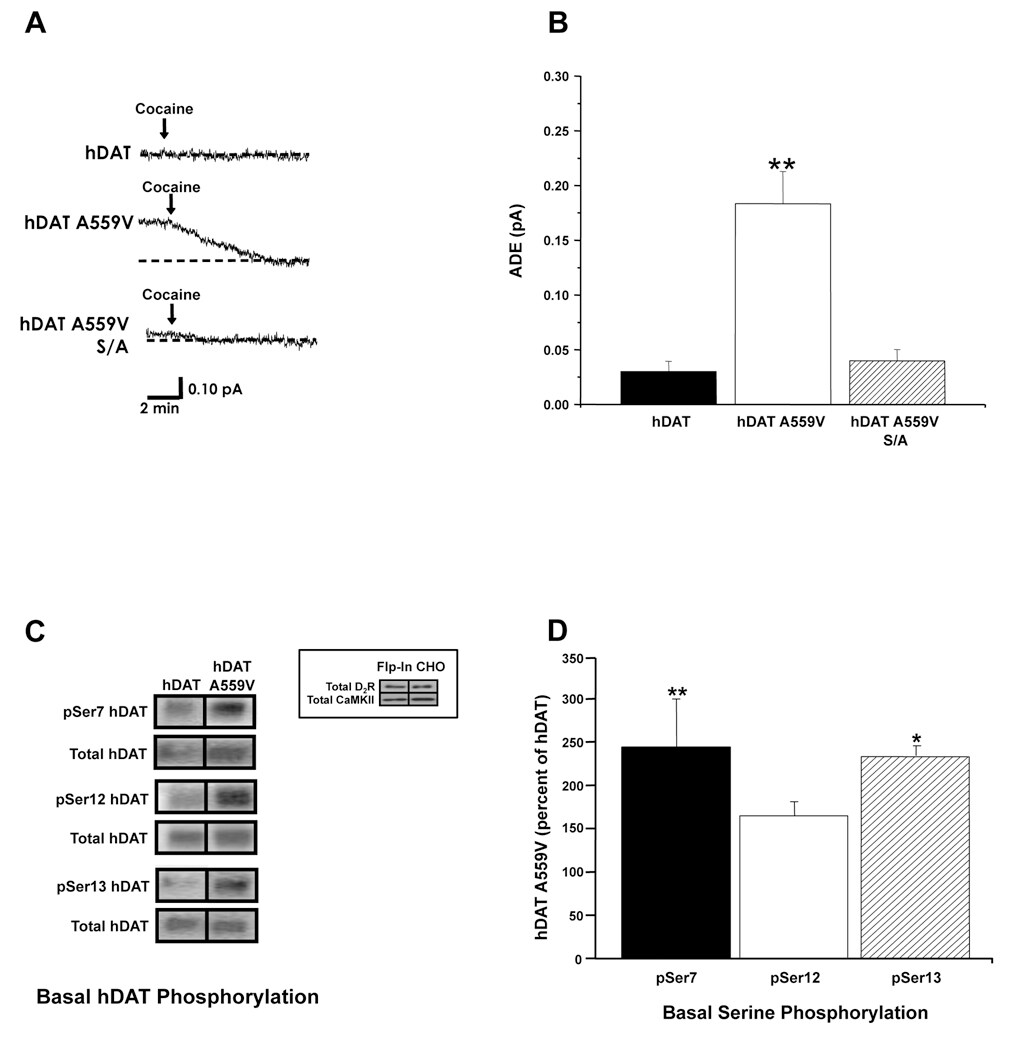 CaMKII alpha Antibody (Monoclonal, 6G9)