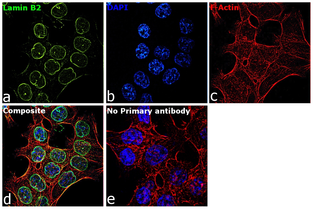 Lamin B2 Antibody (MA1-06104)