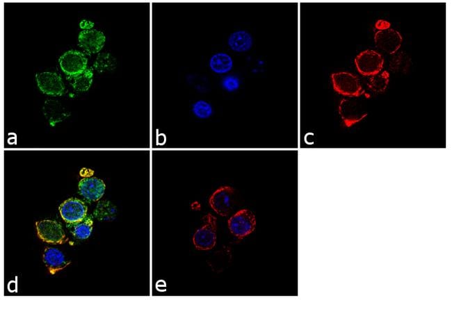 CD3 Antibody (MA1-10175)