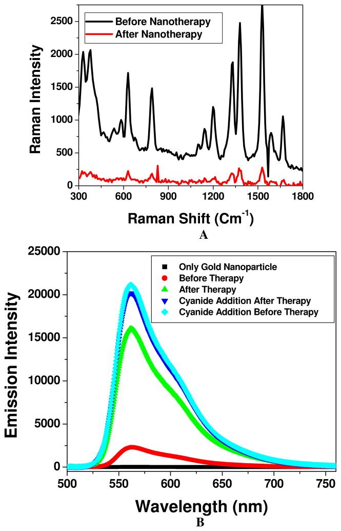 PSMA Antibody (Monoclonal, GCP-05)