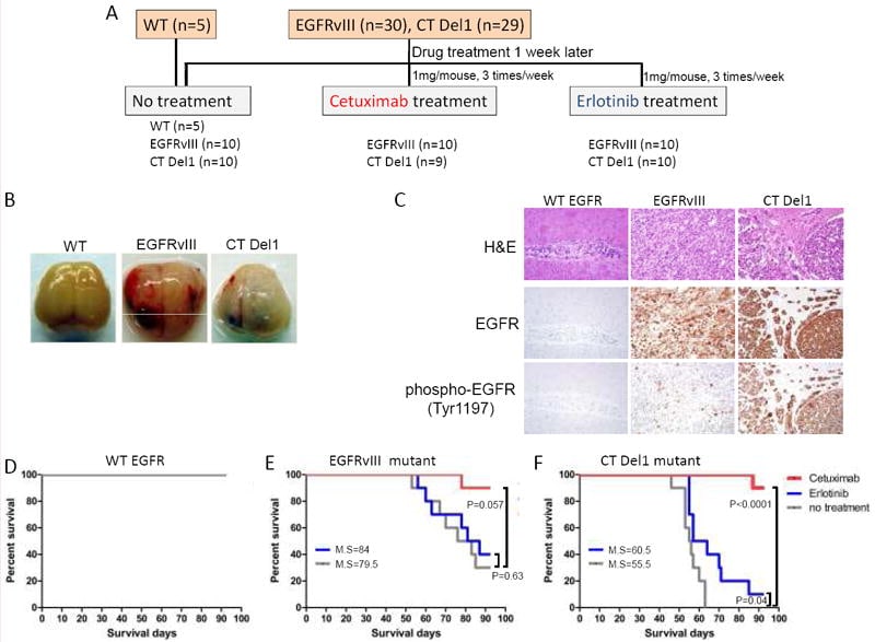 EGFR Antibody (Monoclonal, H11)