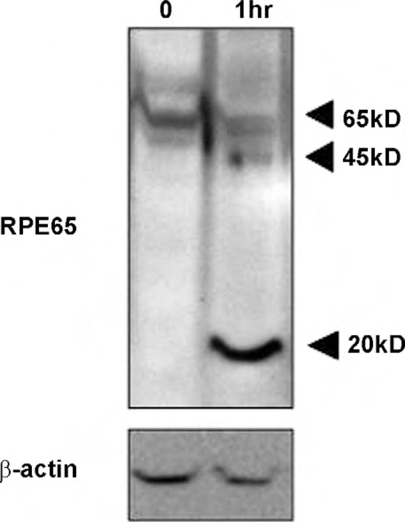 RPE65 Antibody (Monoclonal, 401.8B11.3D9)