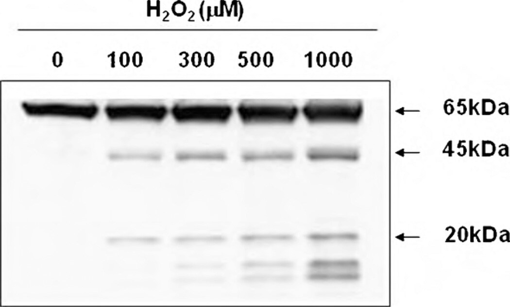 RPE65 Antibody (Monoclonal, 401.8B11.3D9)