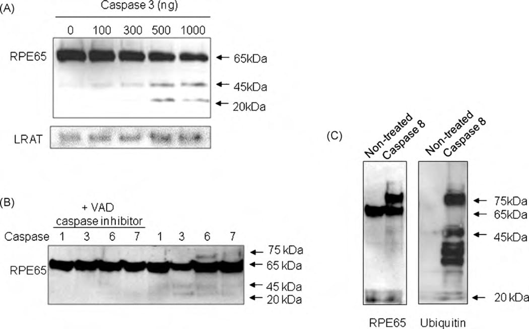 RPE65 Antibody (Monoclonal, 401.8B11.3D9)