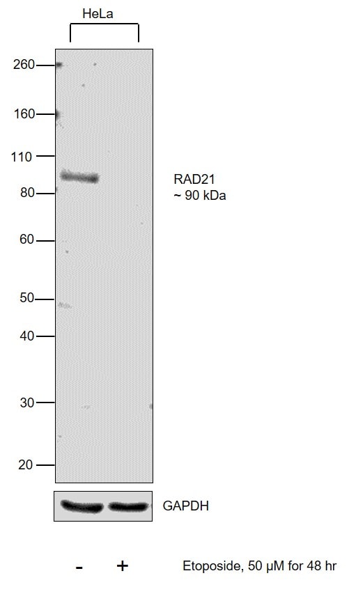 RAD21 Antibody (MA1-16585)