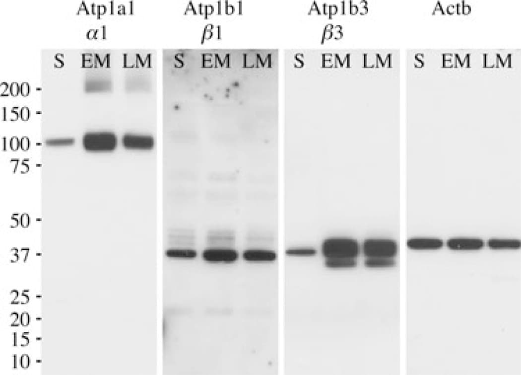 ATP1A1 Antibody (MA1-16731)