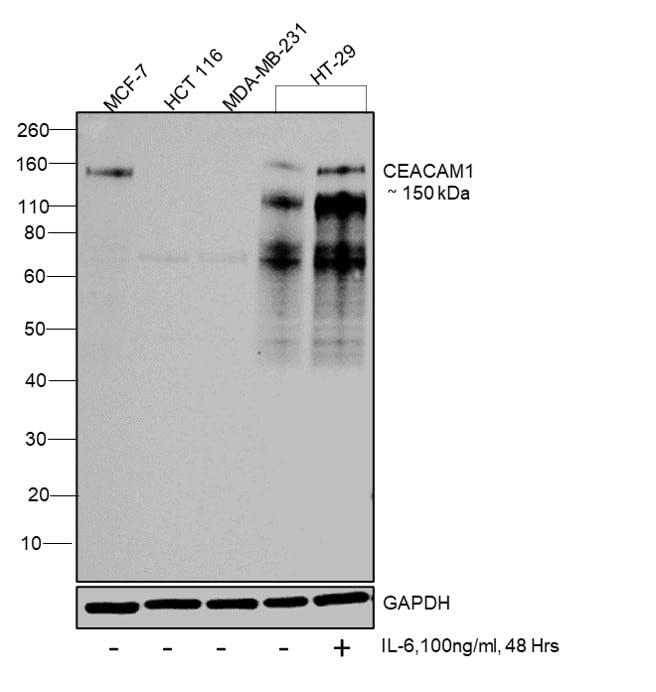 CD66 (CEACAM) Antibody (MA1-17761)