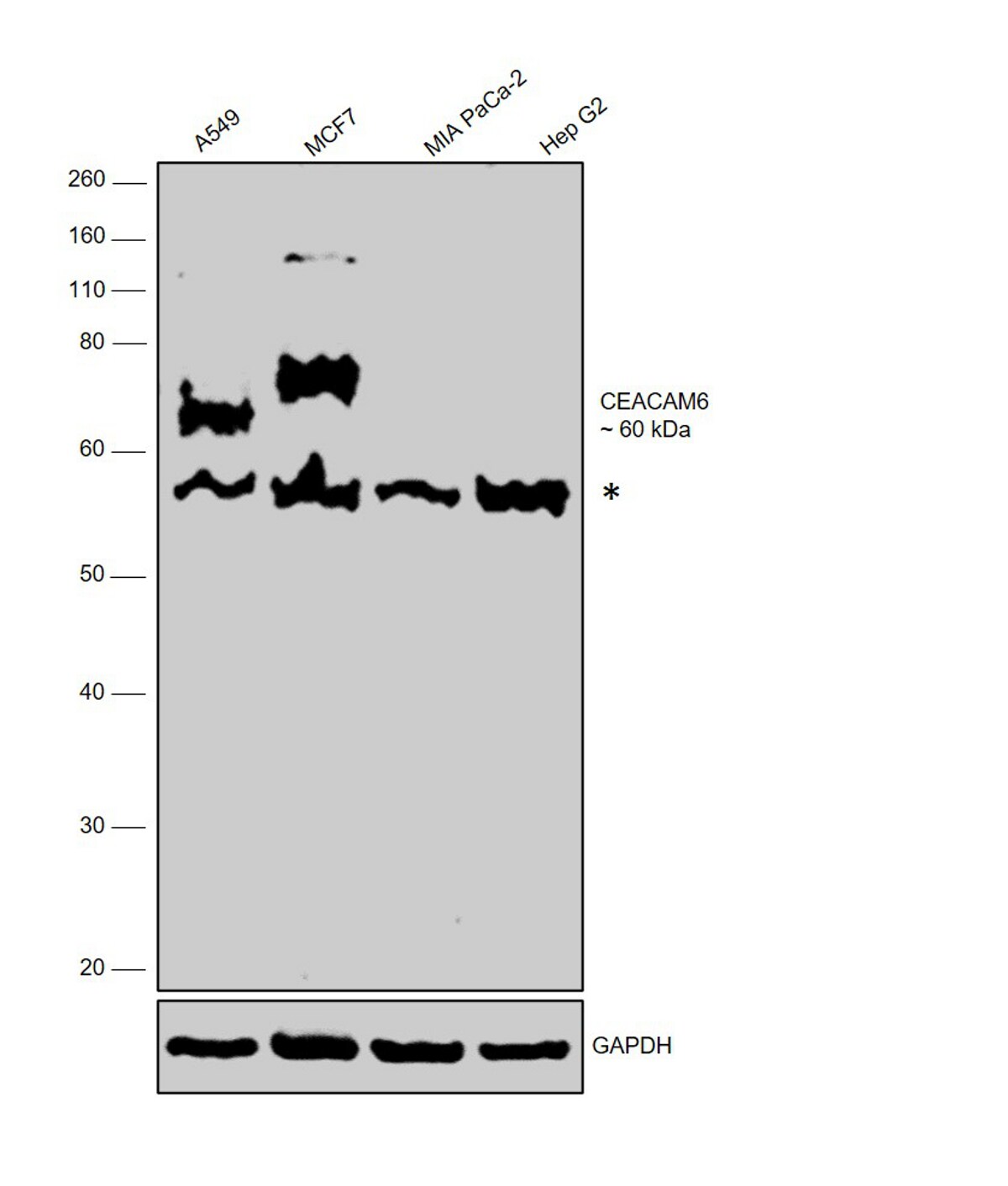 CEACAM5/CEACAM6 Antibody (MA1-17762)