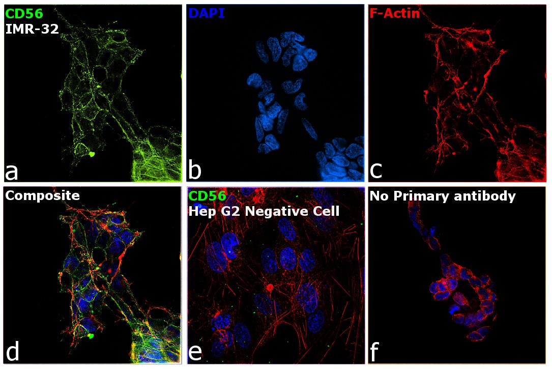 CD56 Antibody (MA1-19129)