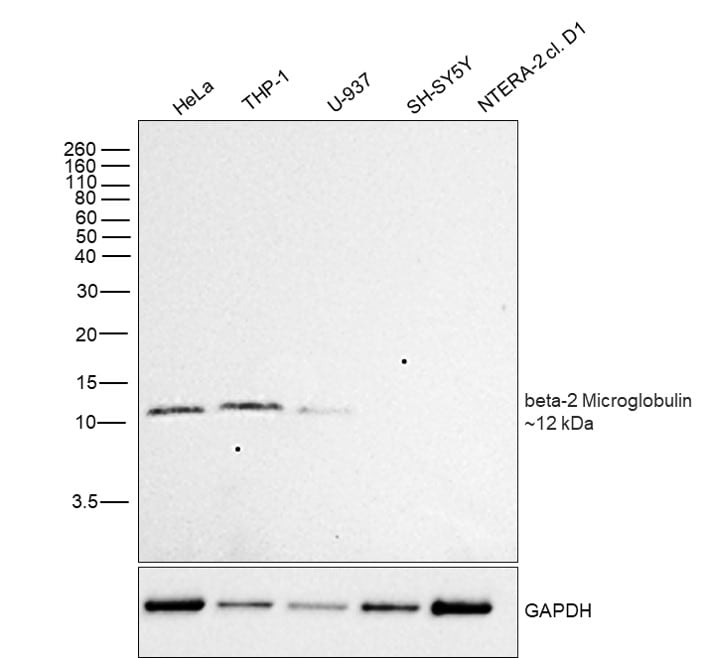 beta-2 Microglobulin Antibody (MA1-19141)