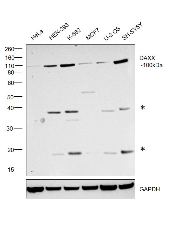 DAXX Antibody (MA1-19296)