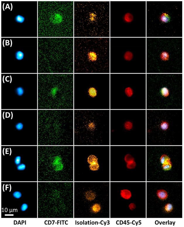 Anti-CD33 Antibodies | Invitrogen