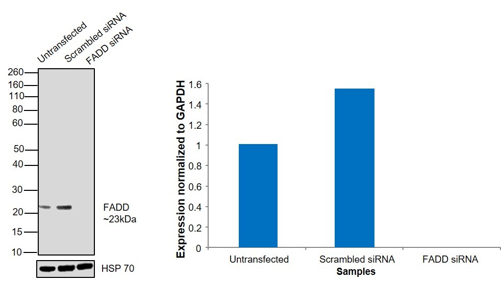 FADD Antibody (MA1-20168)