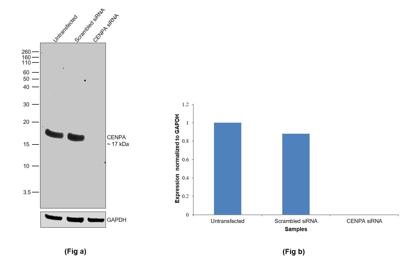 CENPA Antibody (MA1-20832)