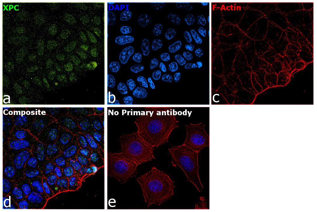 XPC Antibody (MA1-23328)