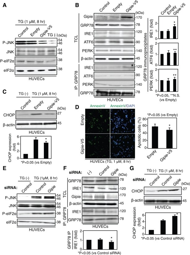 CHOP Antibody (Monoclonal, 9C8)