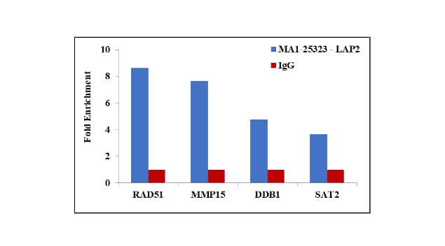 LAP2 Antibody (MA1-25323)