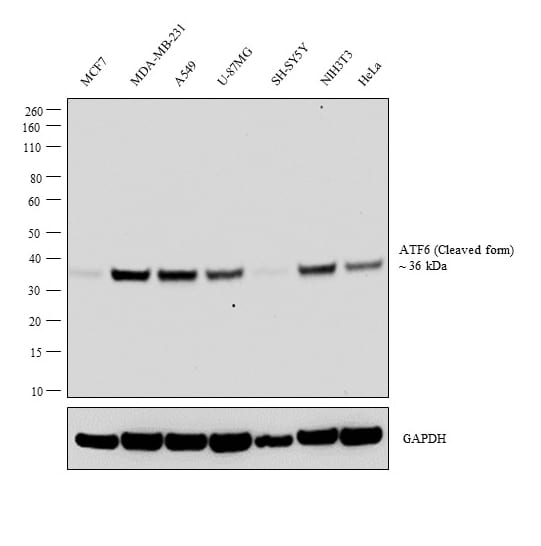 ATF6 Antibody (MA1-25358)
