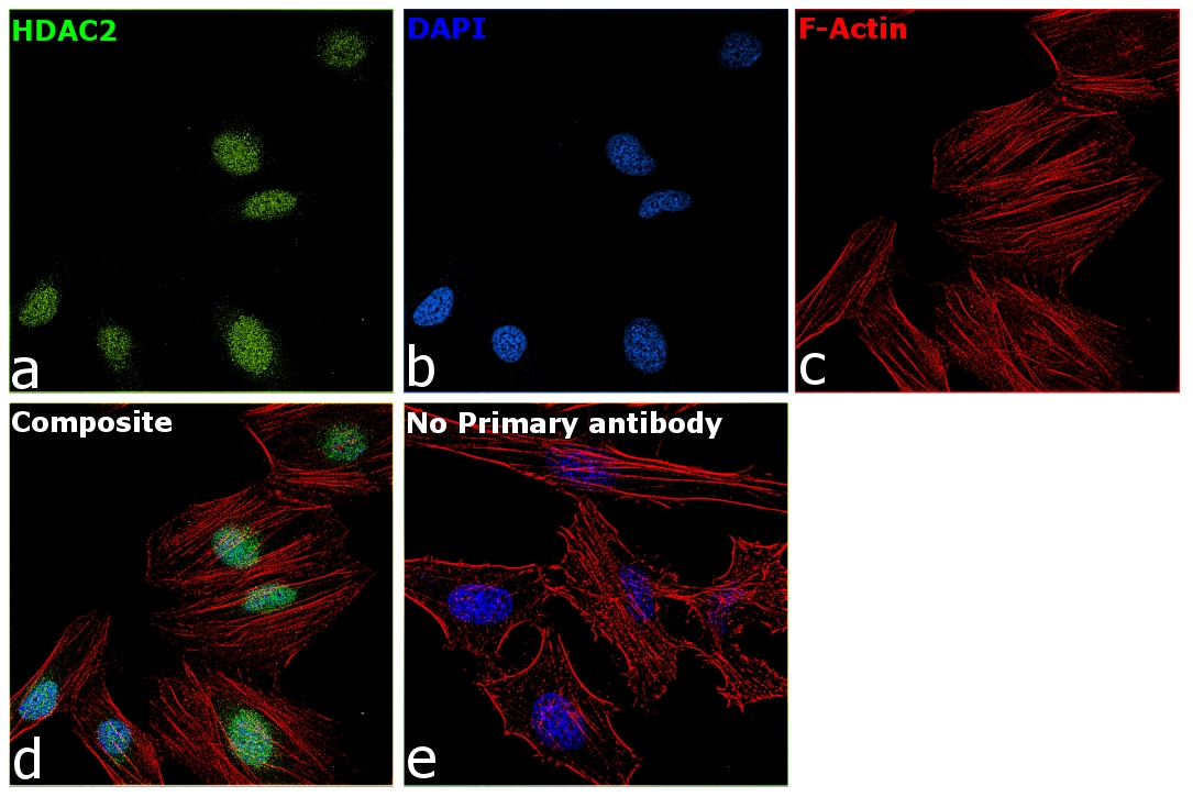 HDAC2 Antibody (MA1-25451)