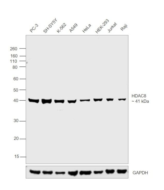 HDAC8 Antibody (MA1-25458)