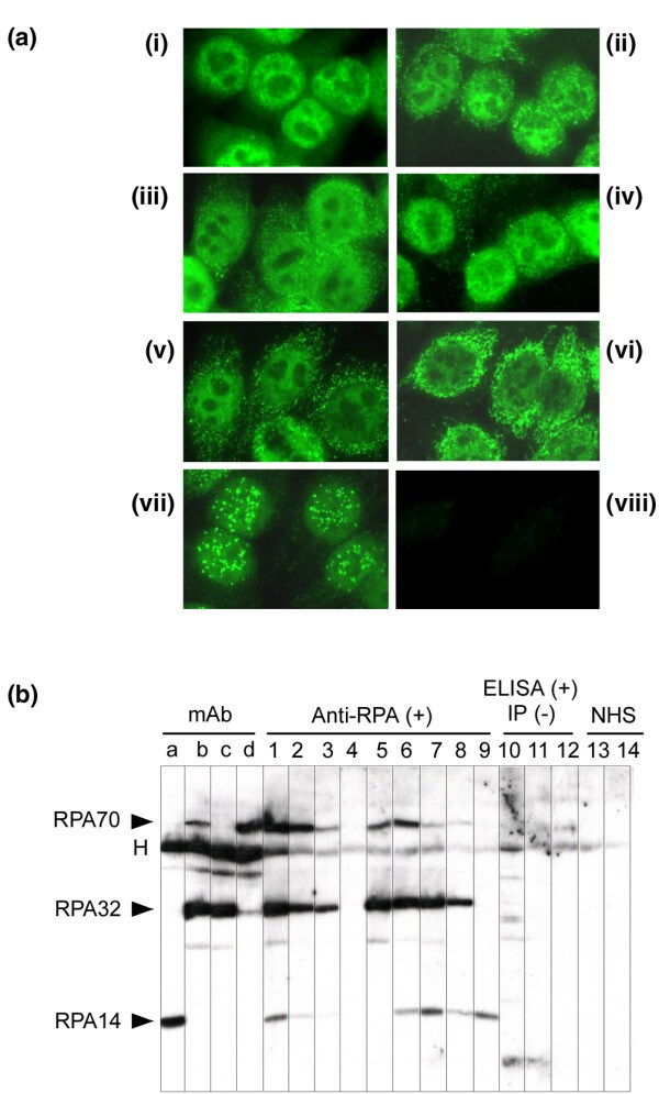 RPA2 Antibody (Monoclonal, 9H8)