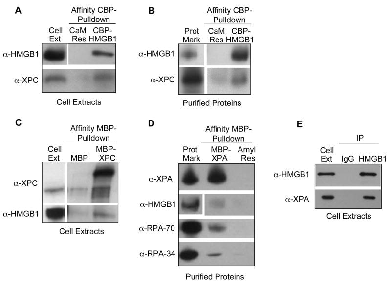 RPA2 Antibody (Monoclonal, 9H8)
