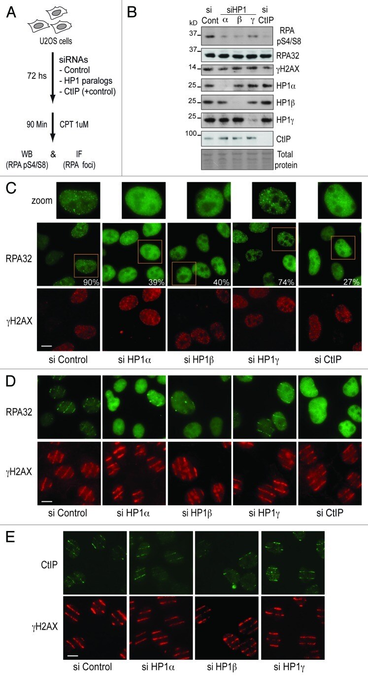 RPA2 Antibody (Monoclonal, 9H8)
