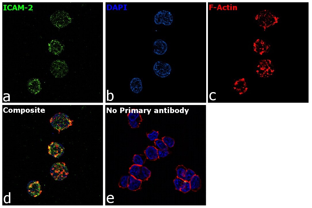 ICAM-2 Antibody (MA1-34500)