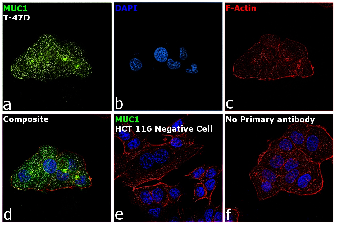 MUC1 Antibody (MA1-35039)